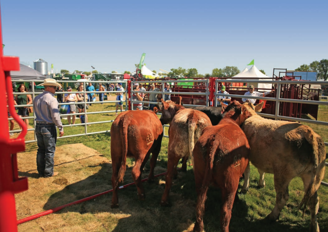 Improve Cattle Handling for Better Health and Welfare - Ag in Motion