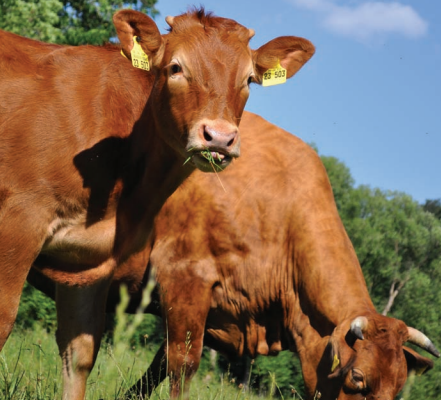 Limousin Cattle Featured in Cattle Handling Demos - Ag in Motion